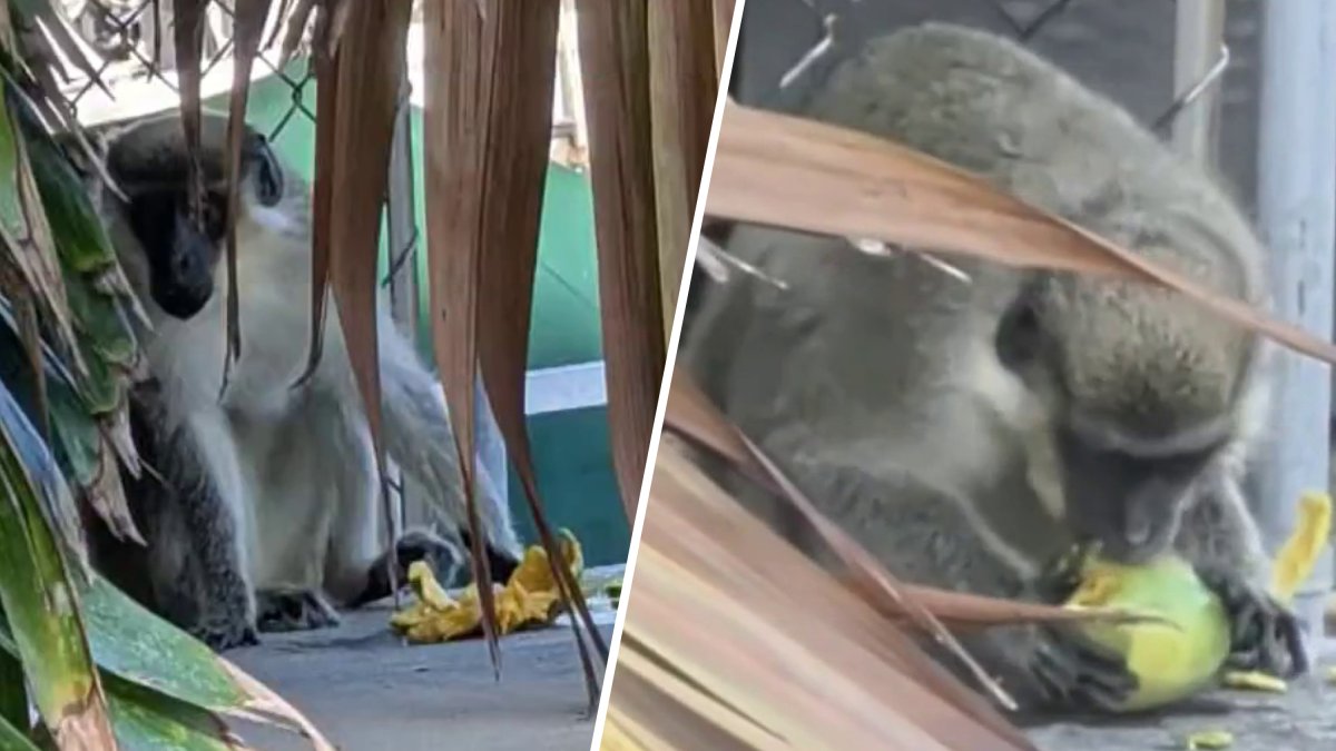 Runaway vervet monkey steals mangoes in Fort Lauderdale – NBC 6 South ...
