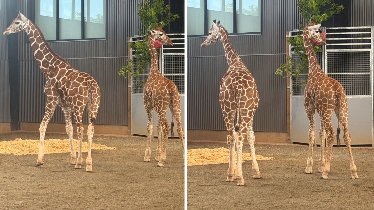 Giraffe calves missing from Natural Bridge Zoo found safe – NBC 6 South ...