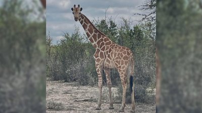 Giraffe loose in Texas, reward offered – NBC Bay Area