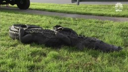 South Florida News | NBC 6 South Florida