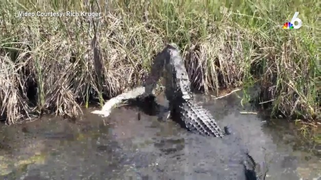 Multimedia | NBC 6 South Florida